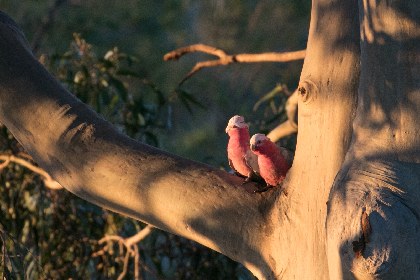 WellFest Adelaide | Bird Ramble in the Adelaide Park Lands