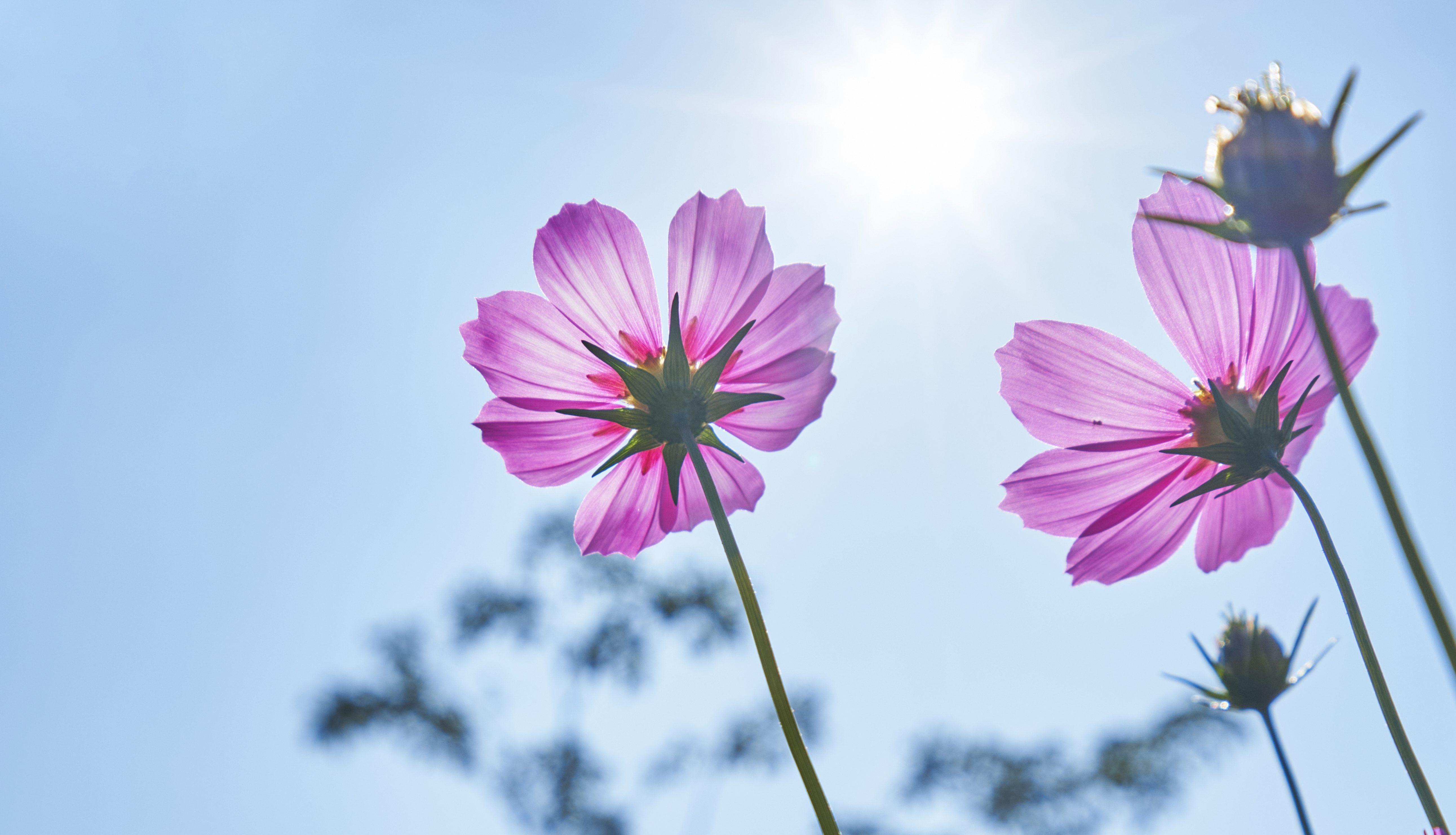 Adelaide in bloom for Flower Day | City of Adelaide