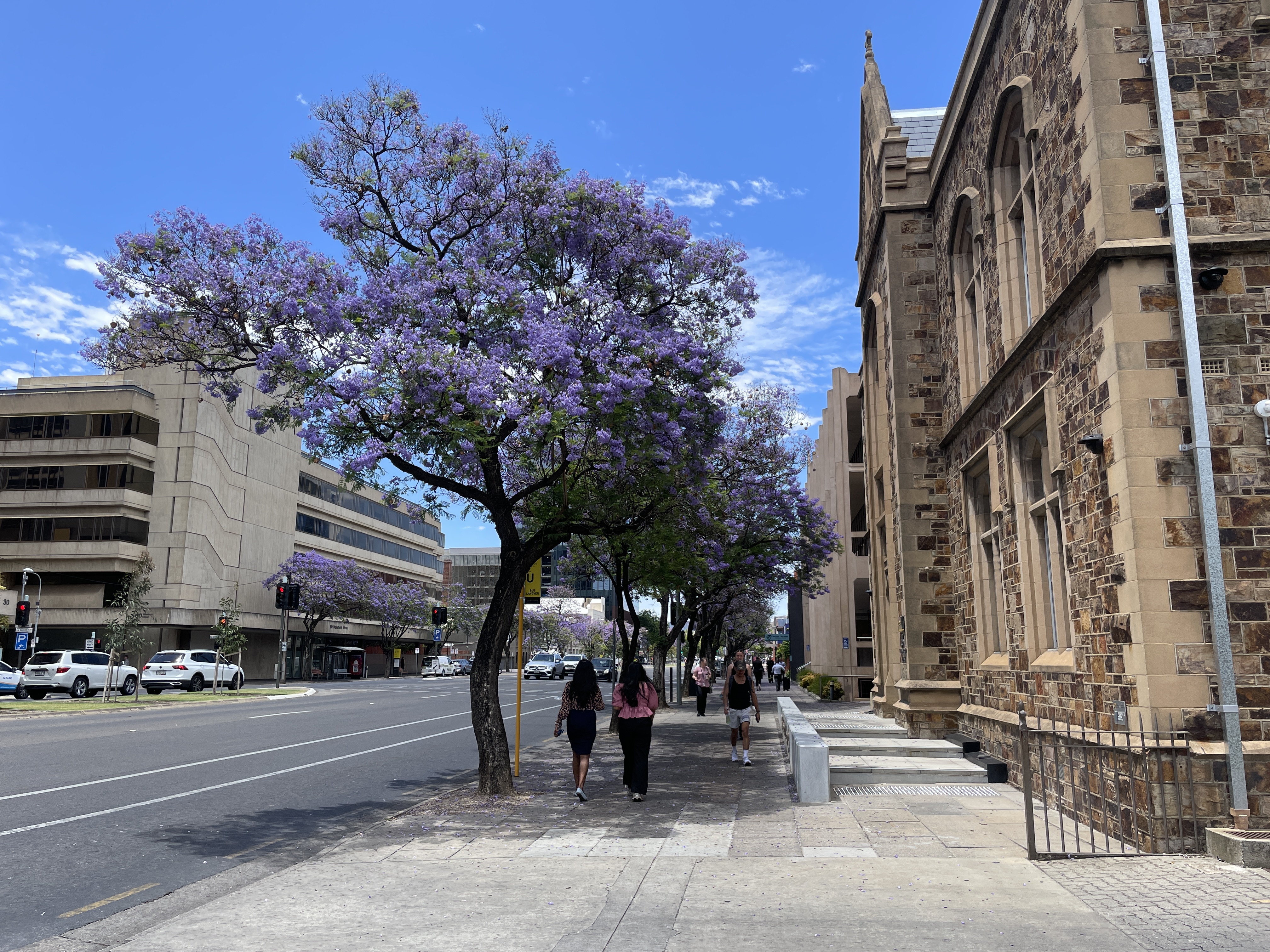 Experience Adelaide | Your Guide to Jacarandas in the City