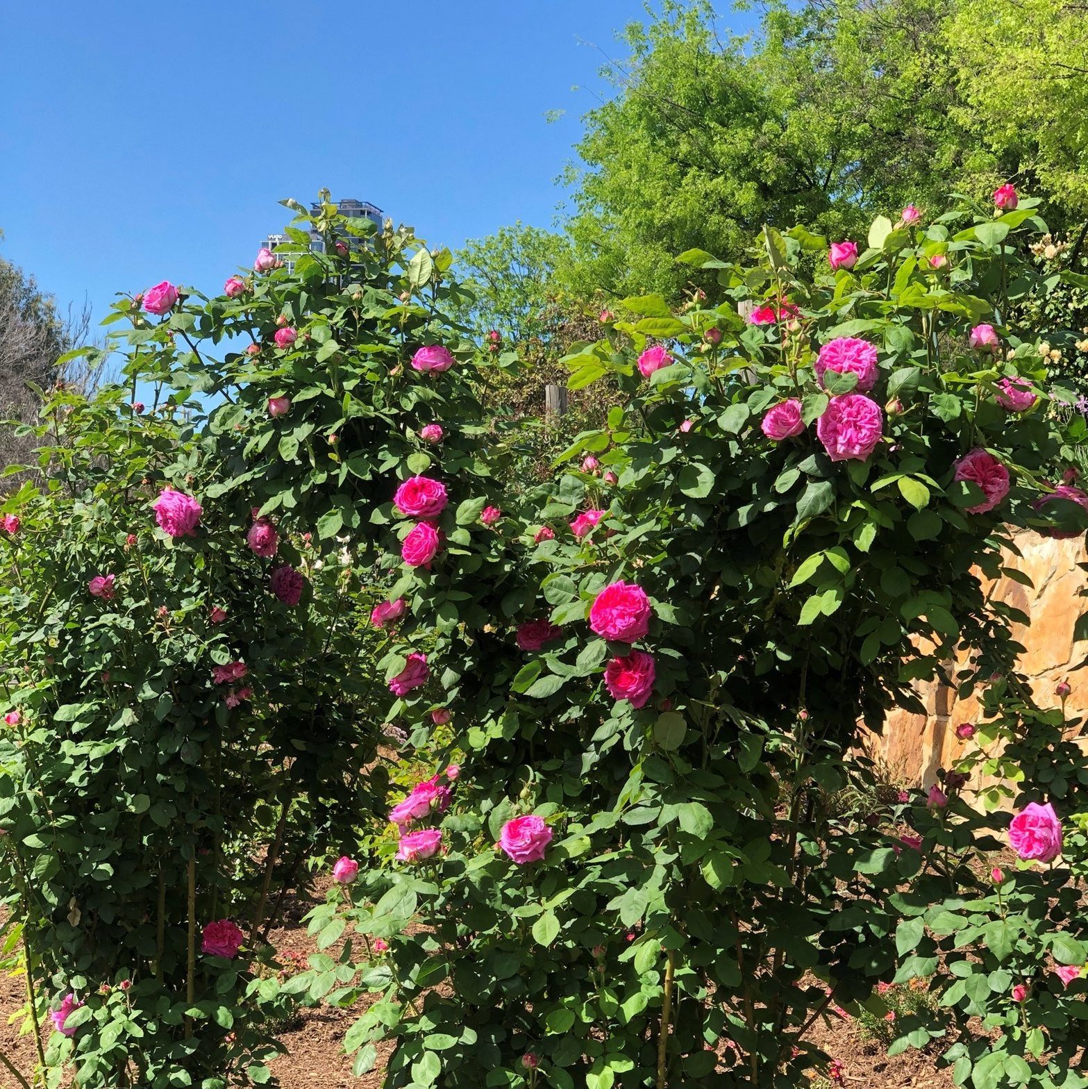 Spring Rose Trail | City of Adelaide