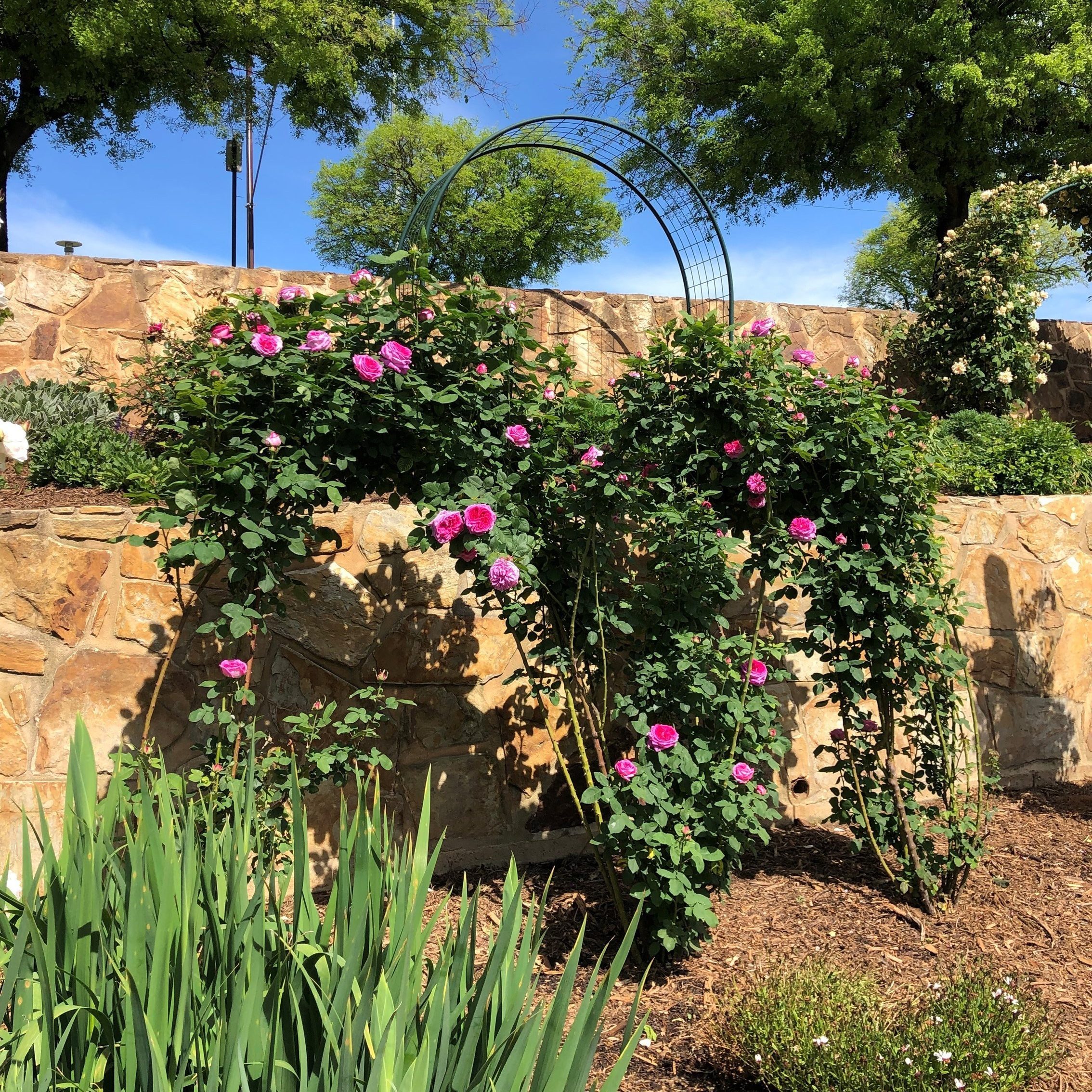 Spring Rose Trail | City of Adelaide