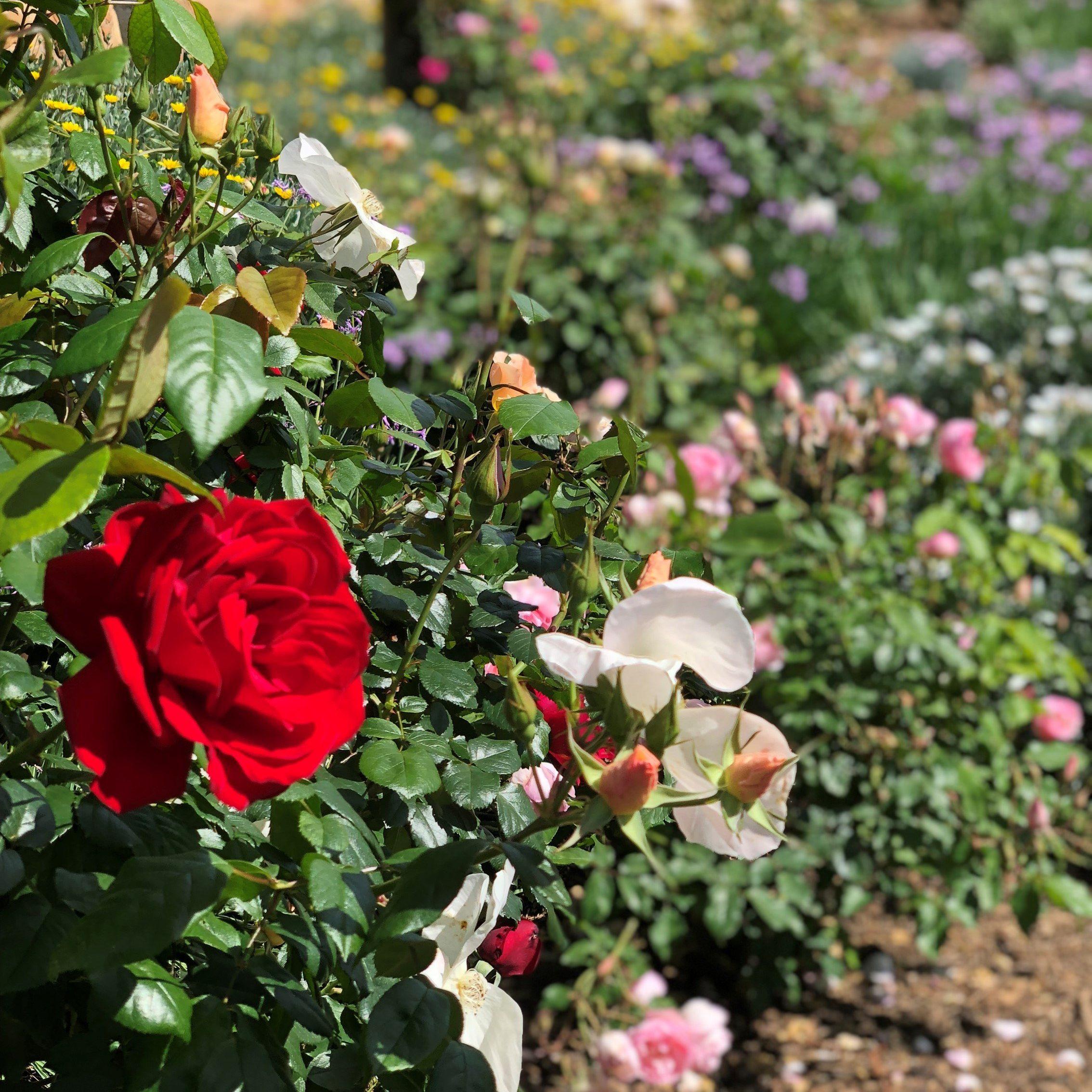 Spring Rose Trail | City of Adelaide