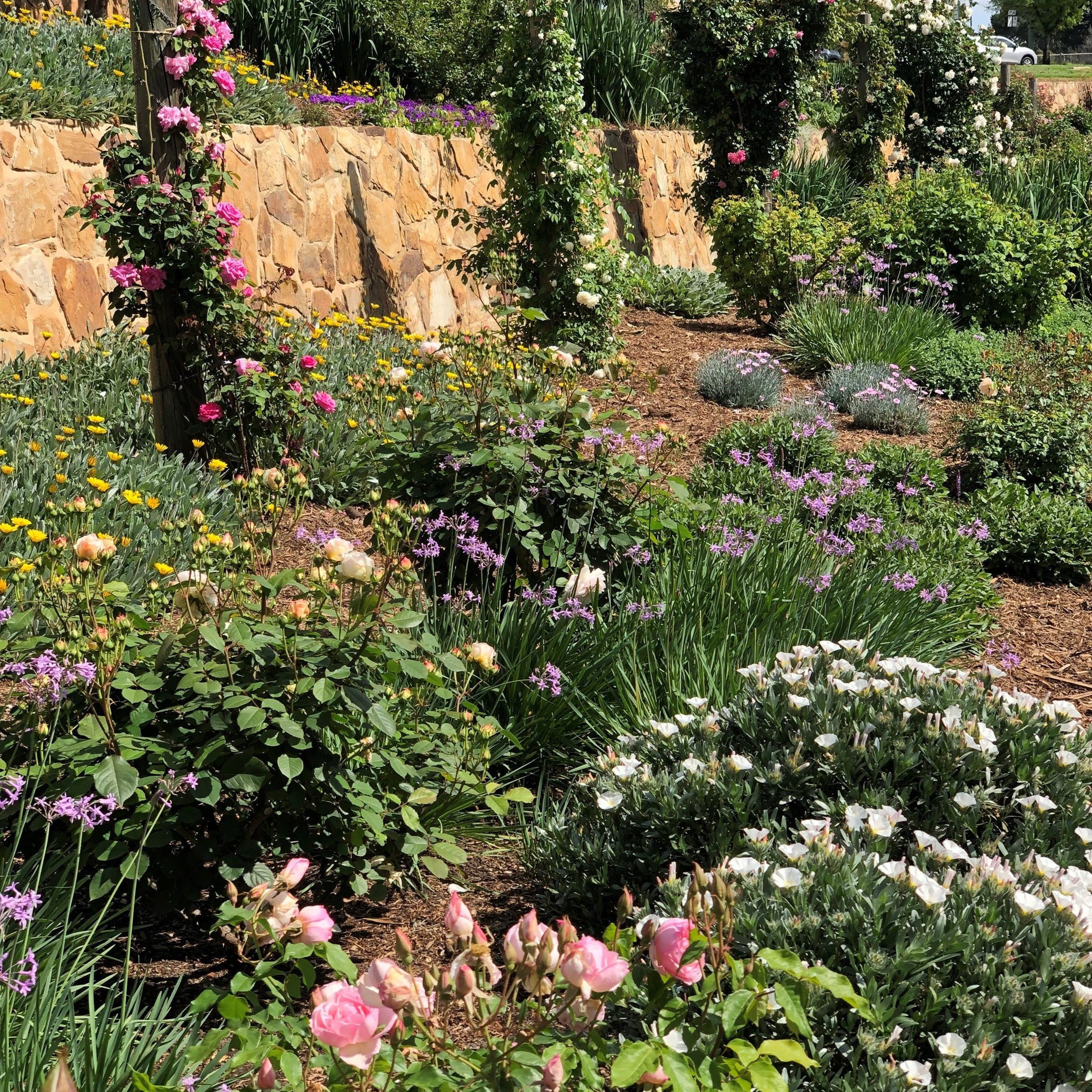 Spring Rose Trail | City of Adelaide
