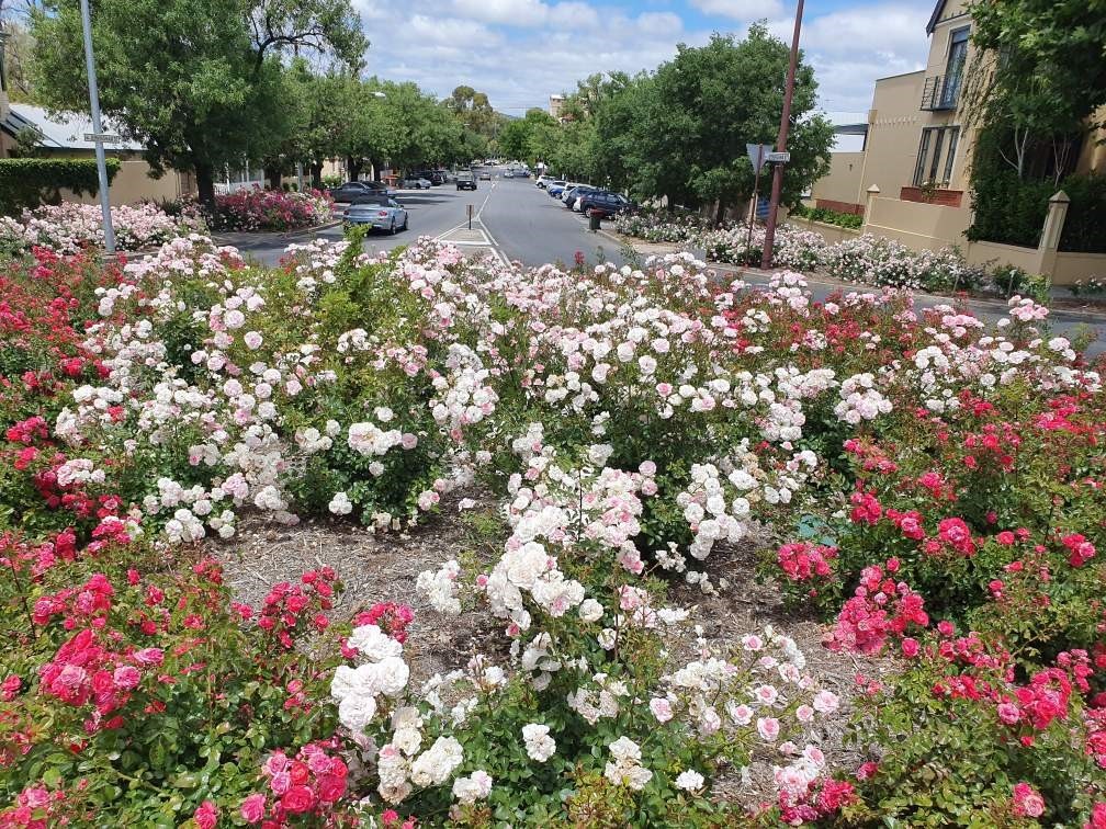 Spring Rose Trail | City of Adelaide