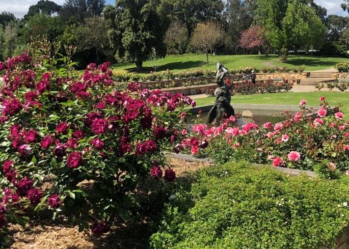 Spring Rose Trail | City of Adelaide