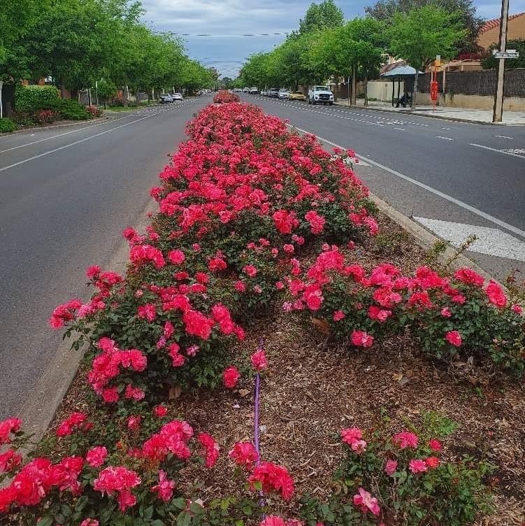 Spring Rose Trail | City of Adelaide