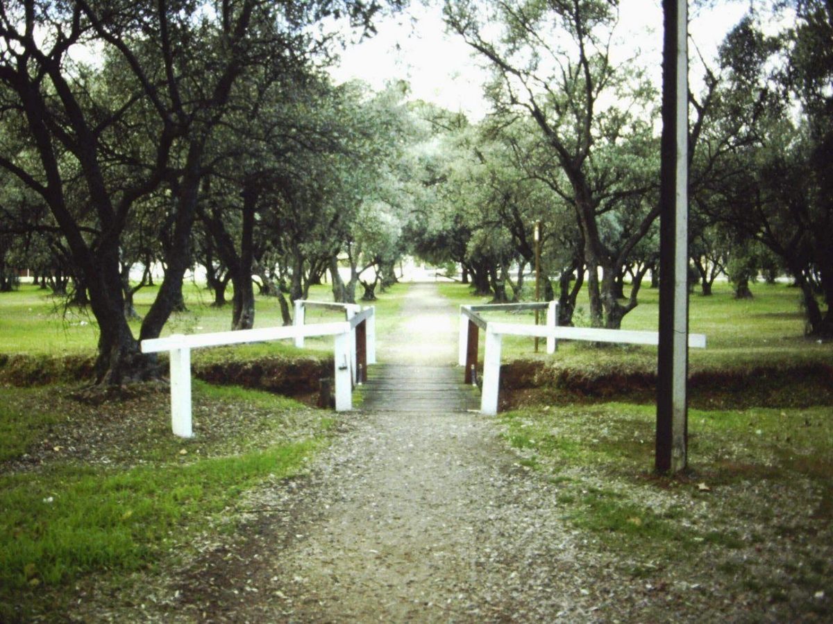 Mann Terrace Olive Plantation - Mann Terrace NORTH ADELAIDE | Heritage ...
