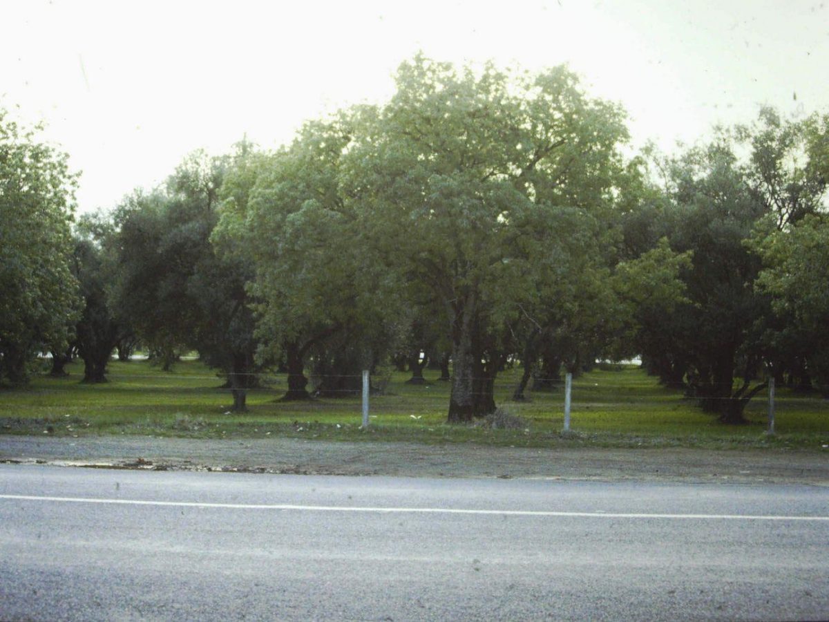 Mann Terrace Olive Plantation - Mann Terrace NORTH ADELAIDE | Heritage ...