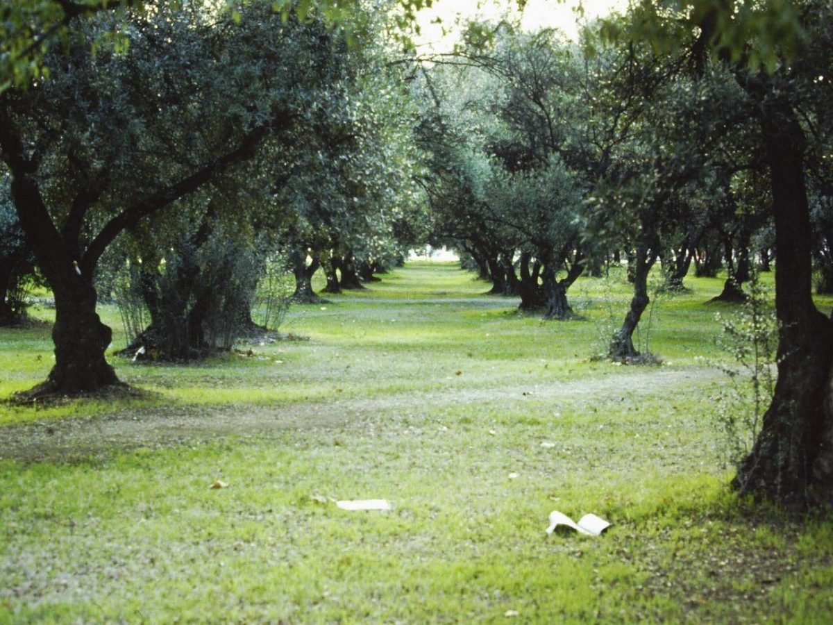 Mann Terrace Olive Plantation - Mann Terrace NORTH ADELAIDE | Heritage ...