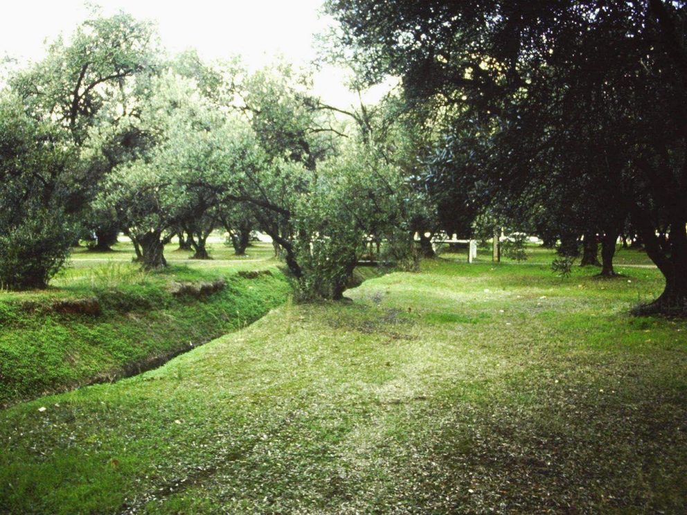 Mann Terrace Olive Plantation - Mann Terrace NORTH ADELAIDE | Heritage ...