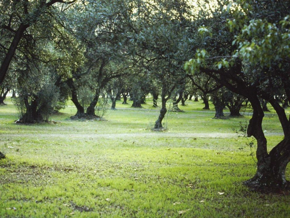 Mann Terrace Olive Plantation - Mann Terrace NORTH ADELAIDE | Heritage ...