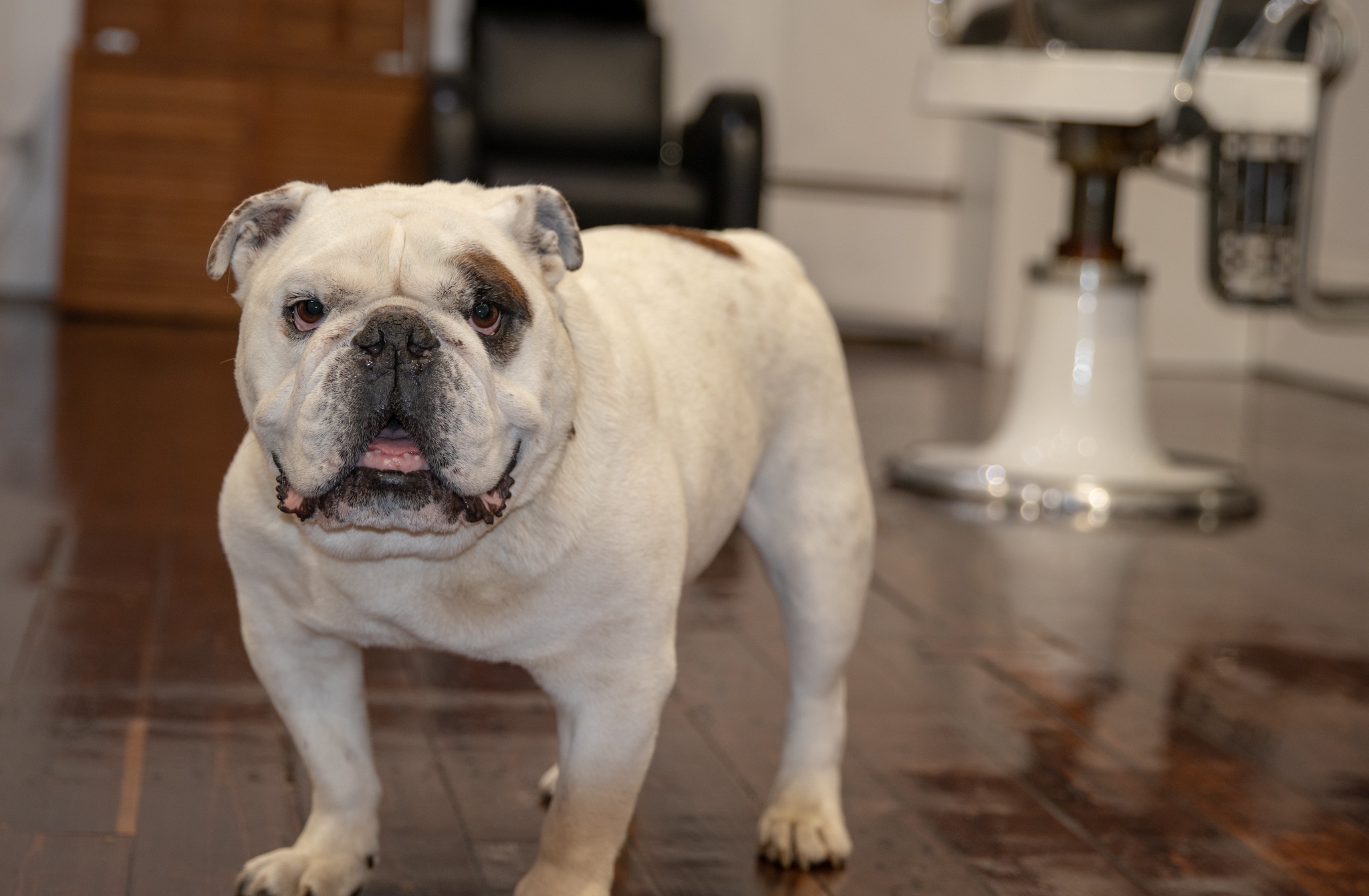 Experience Adelaide | Working dogs