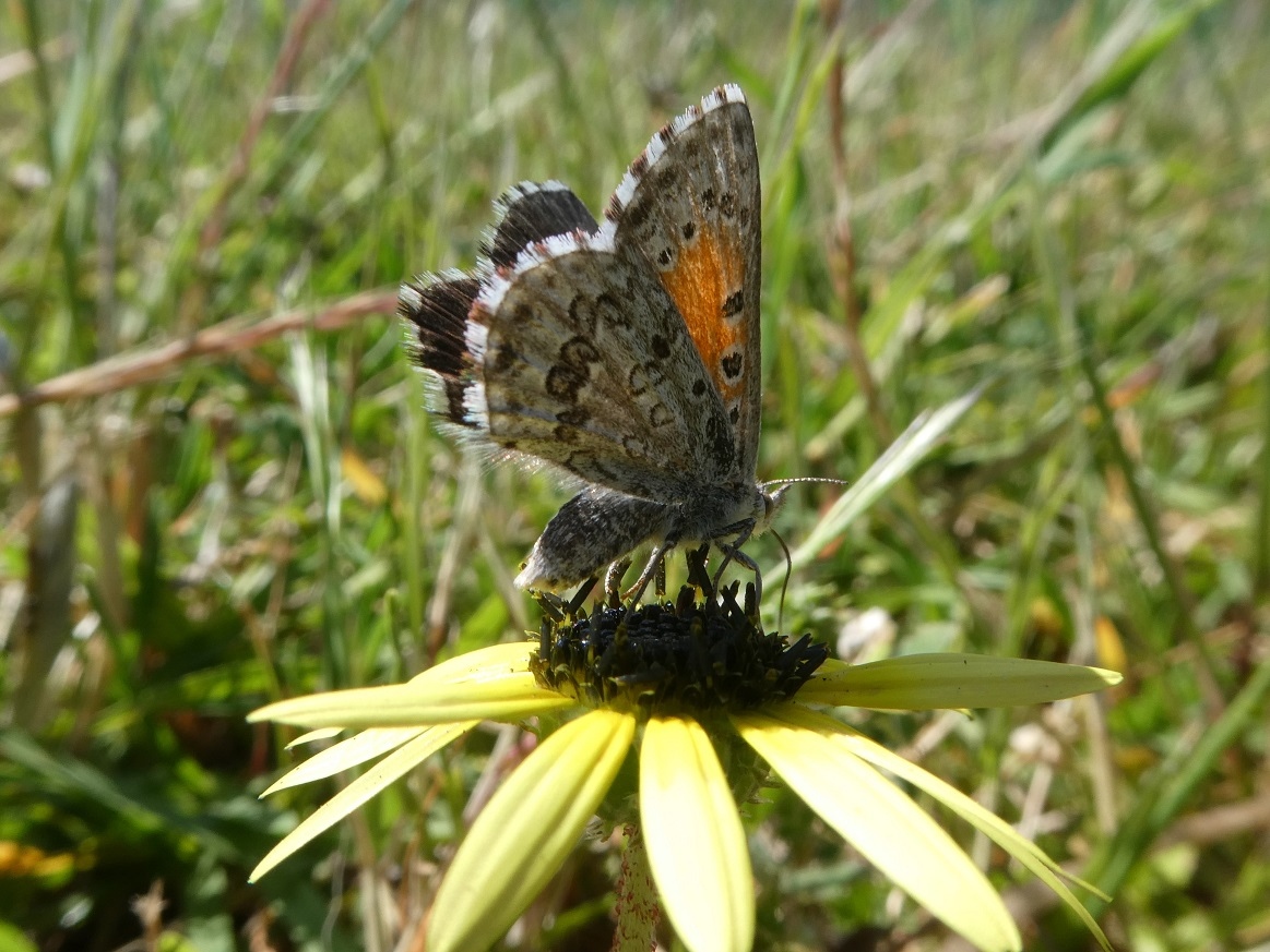 Biodiversity Tour of Victoria Park /… | Adelaide Town Hall