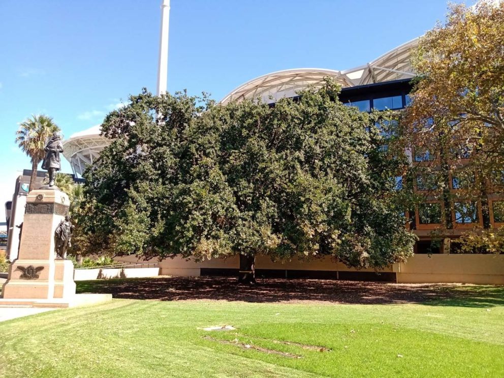 War Memorial Oak - Creswell Gardens War Memorial Drive NORTH ADELAIDE ...
