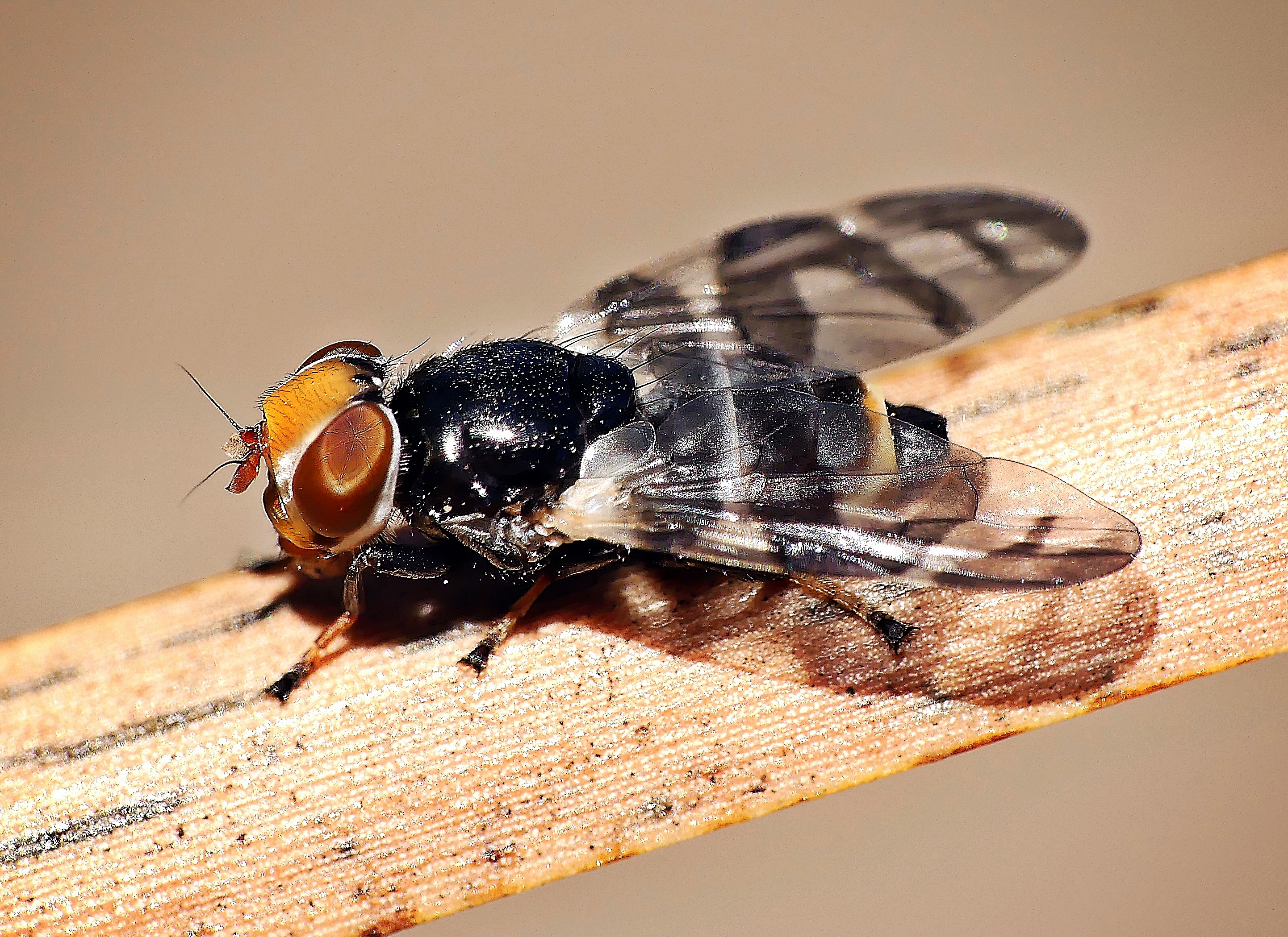 Biodiversity in Adelaide | City of Adelaide