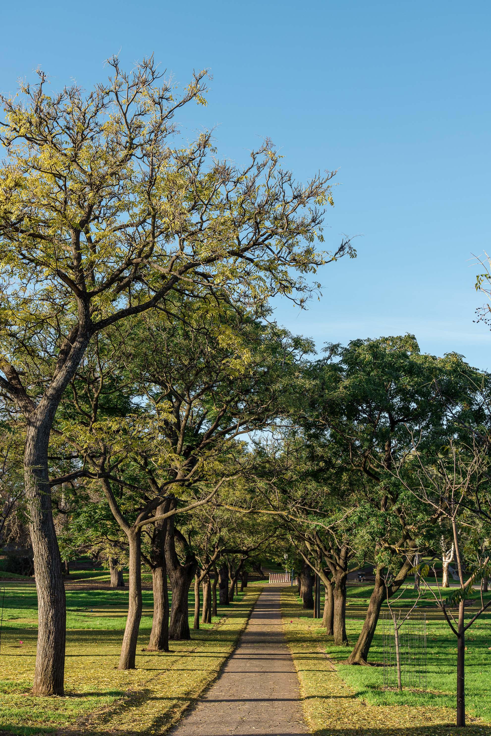 Rundle Park / Kadlitpina (Park 13) | City of Adelaide