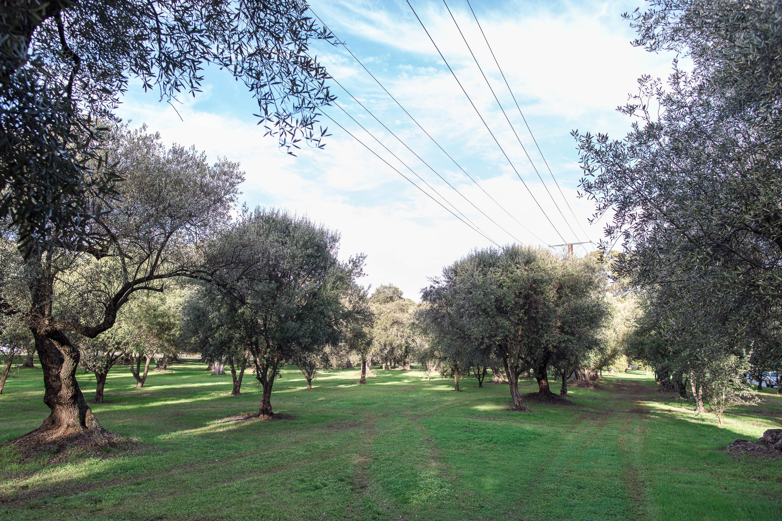 The Olive Groves / Parngutilla (Park 8) | City of Adelaide