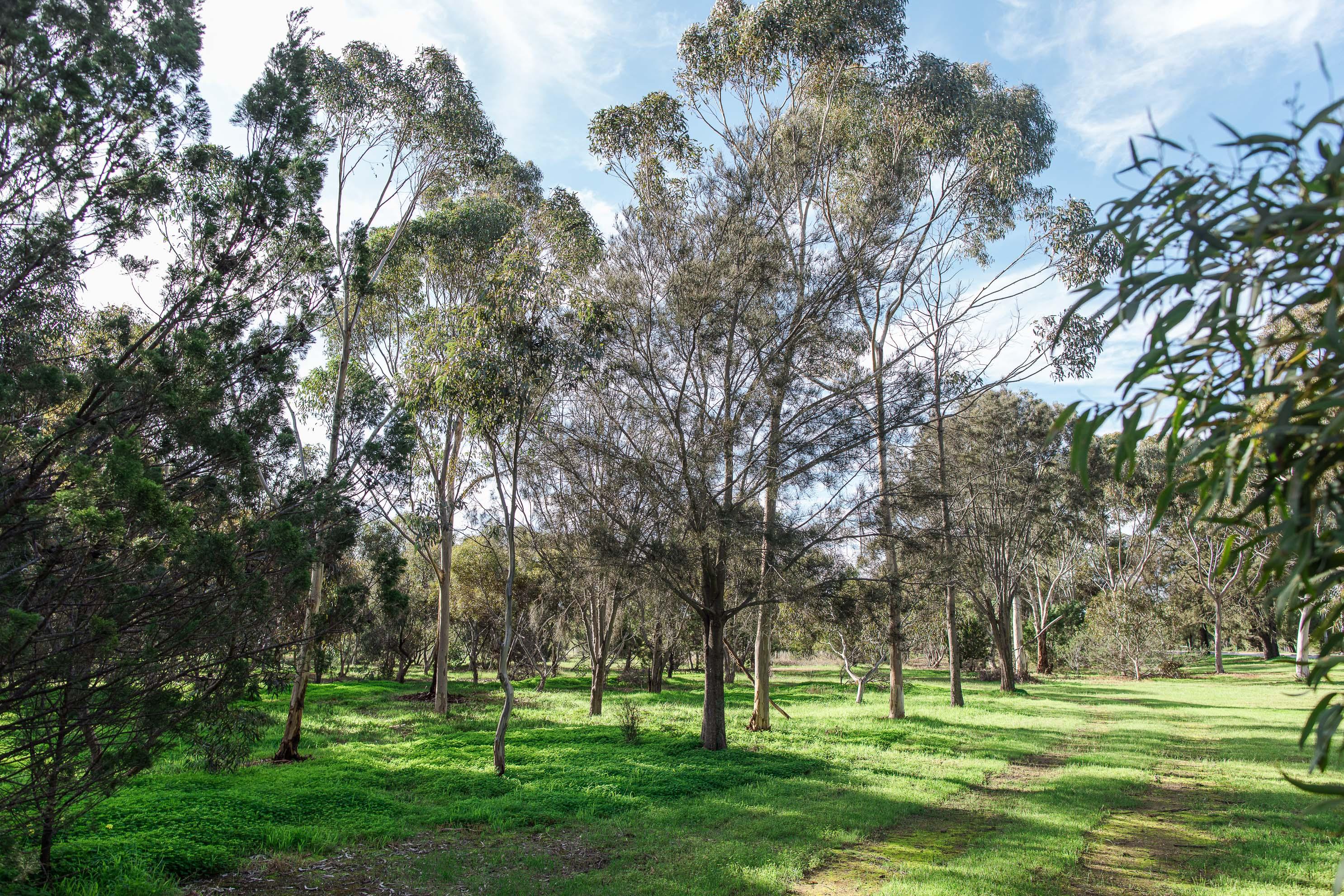 Yam Daisy Park / Kantarilla (Park 3) | City of Adelaide