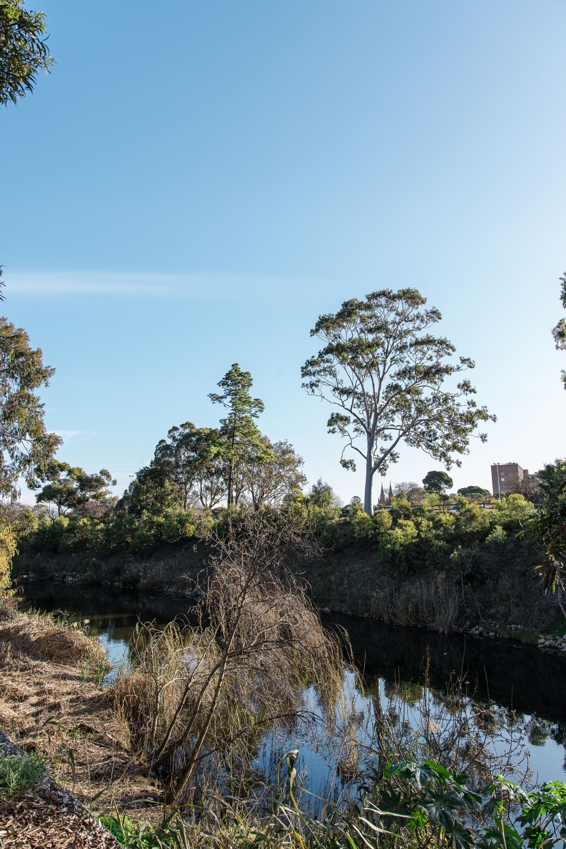 Mistletoe Park / Tainmuntilla (Park 11) | City of Adelaide