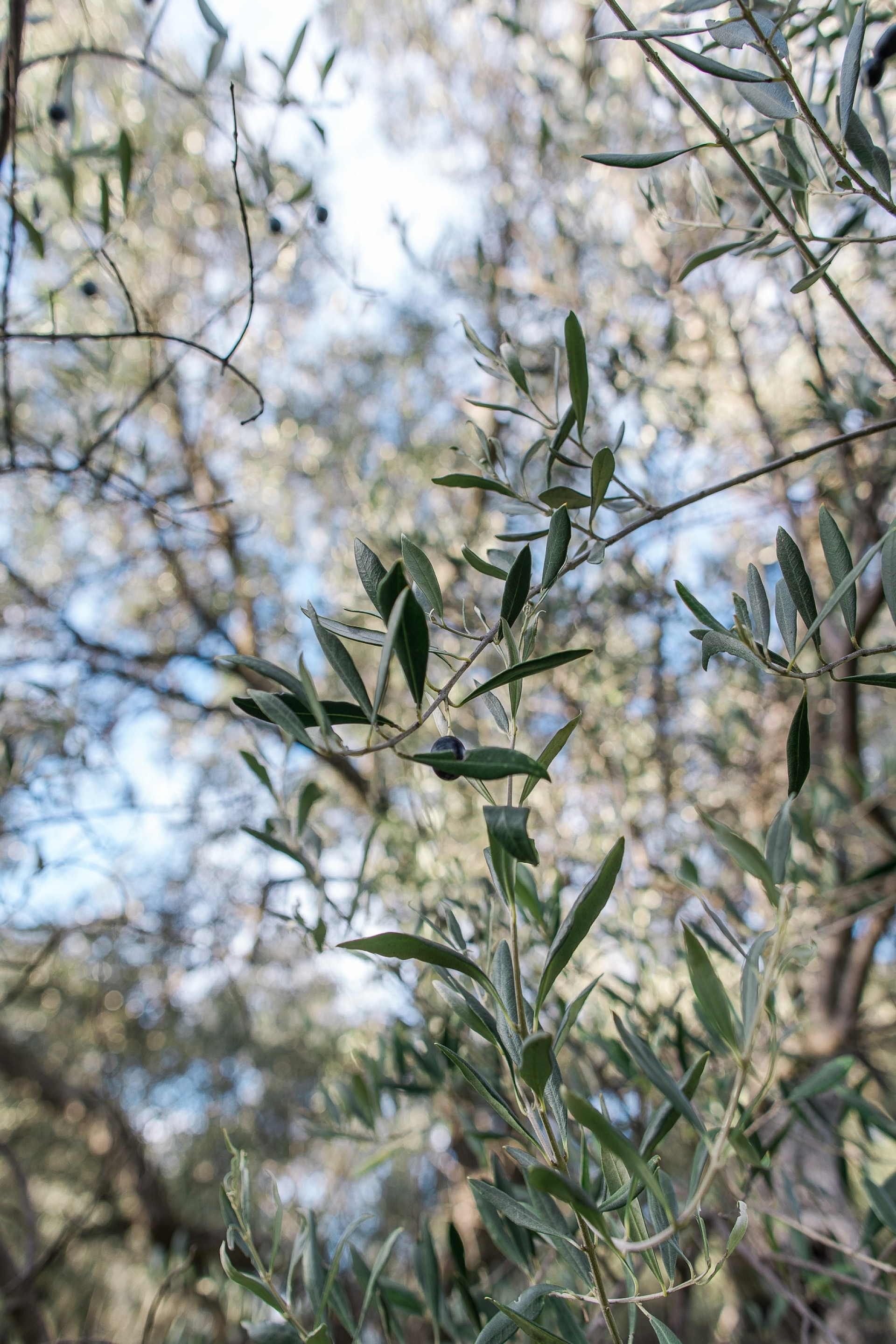 The Olive Groves / Parngutilla (Park 8) | City of Adelaide