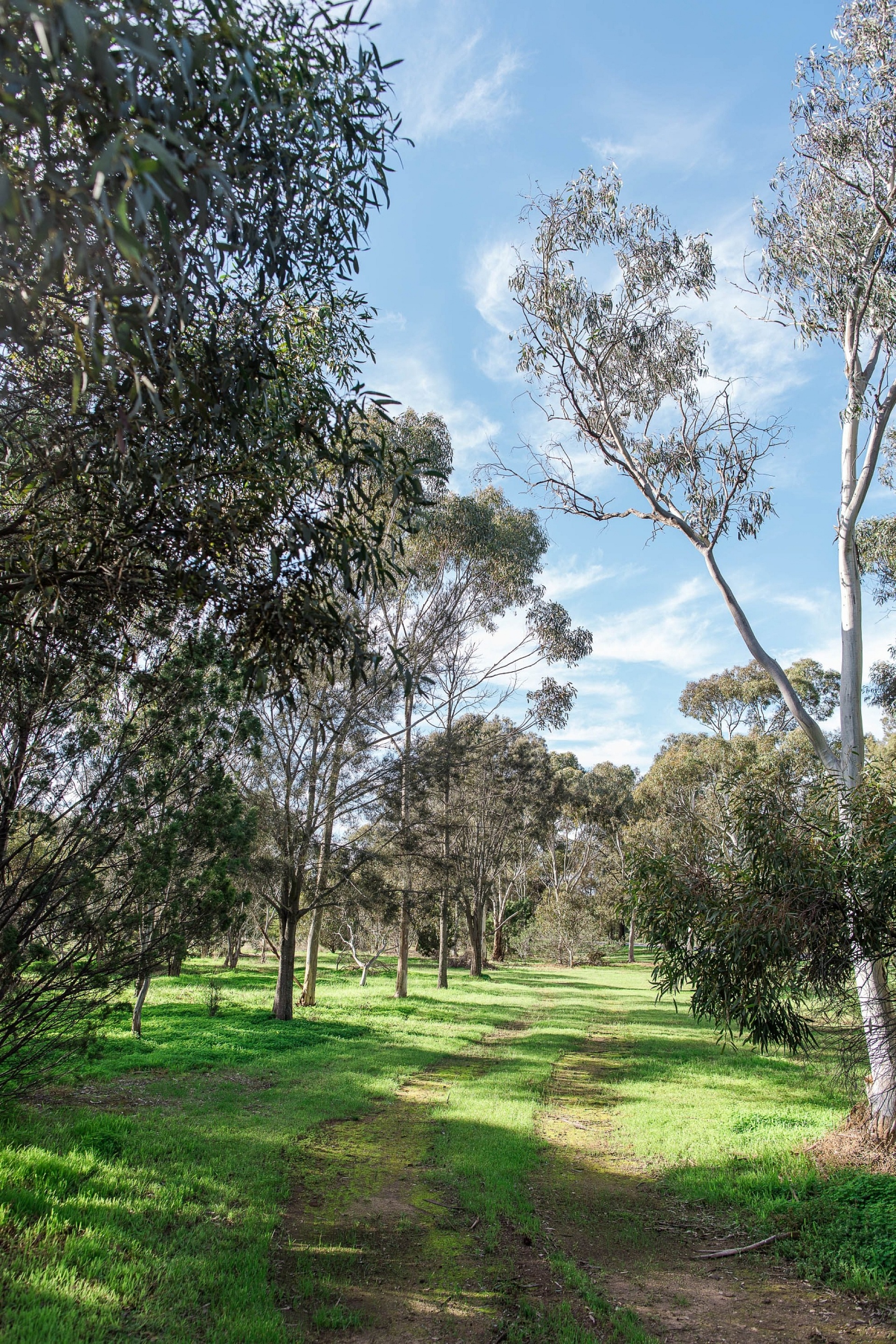 Yam Daisy Park / Kantarilla (Park 3) | City of Adelaide