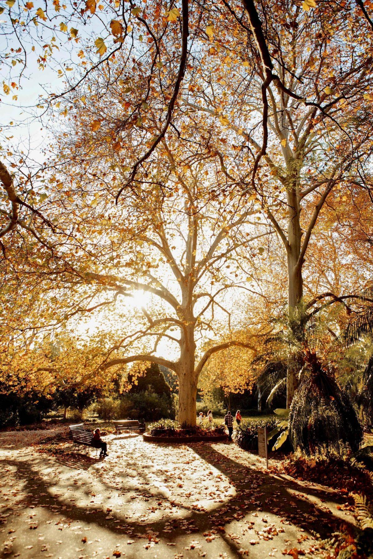Experience Adelaide | Best city walks to see autumn leaves