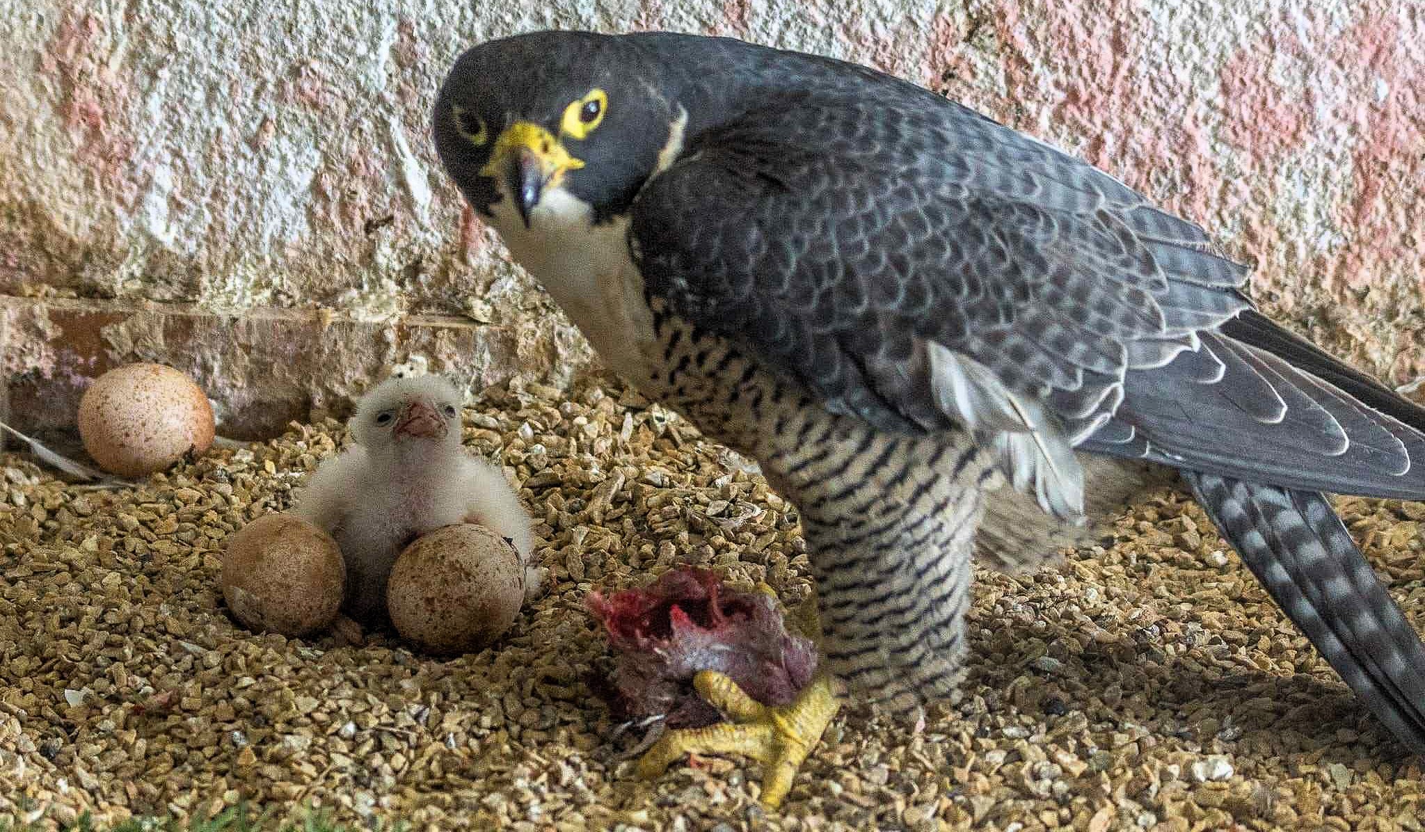 Peregrine falcons in Adelaide | City of Adelaide