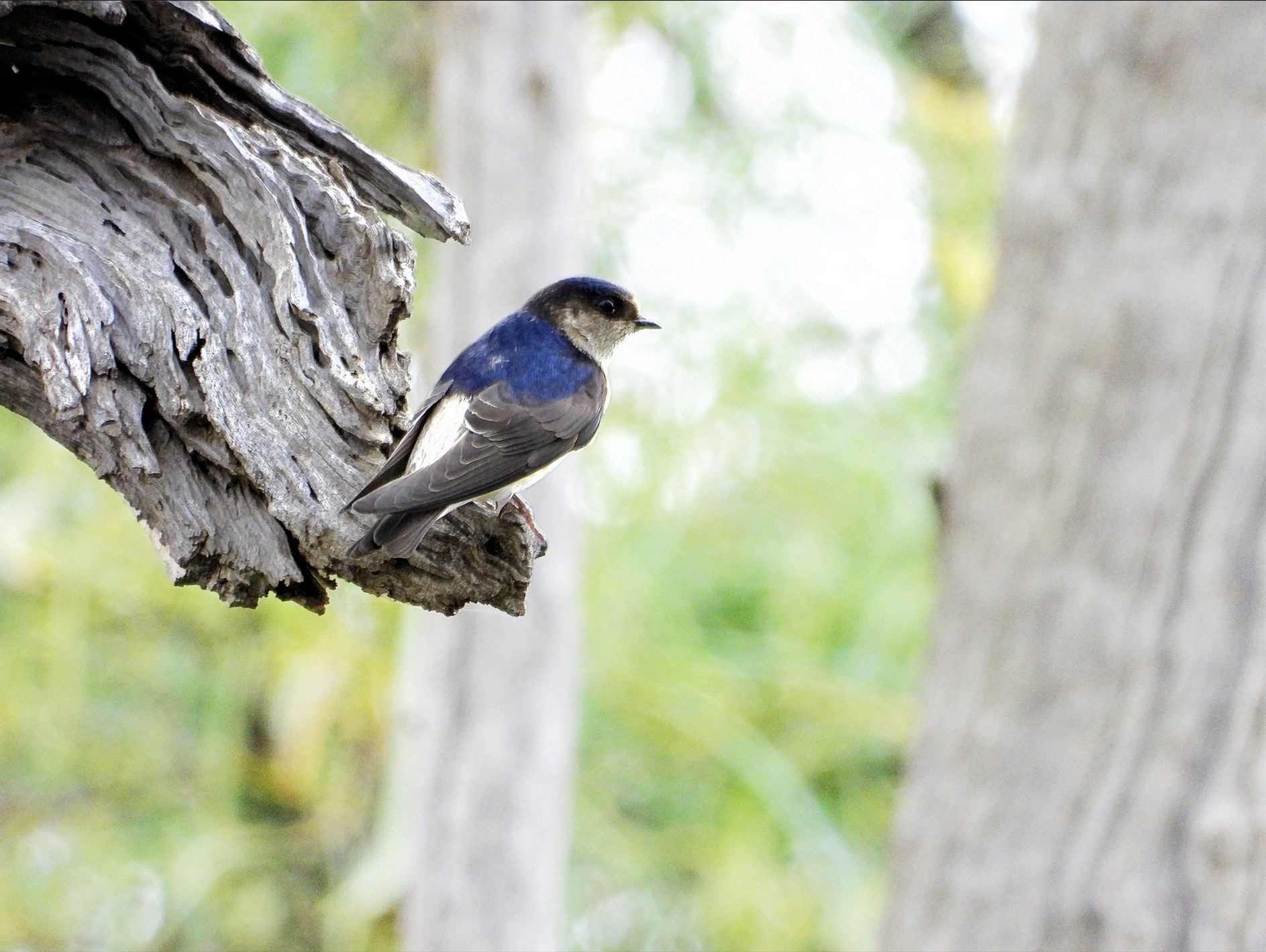 Managing the Tree Martins - Working Together | City of Adelaide