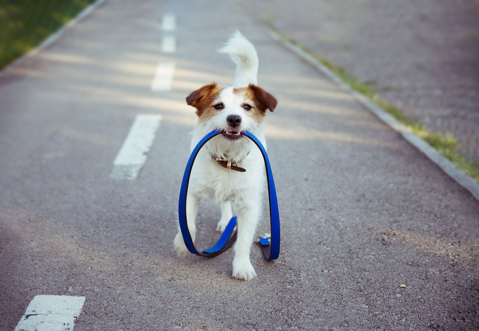 Walking your dog in the Adelaide Park Lands | City of Adelaide