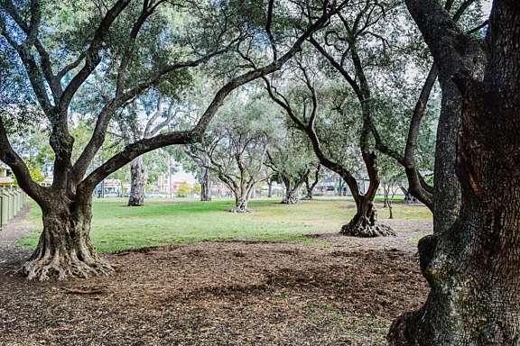 Experience Adelaide | Olive Groves: the first agriculture in the…
