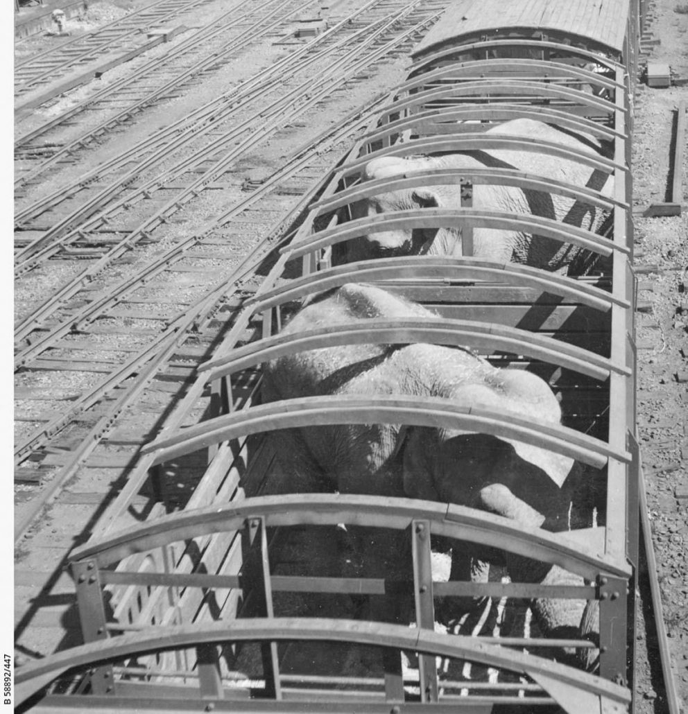 Experience Adelaide | The Circus Comes to Town