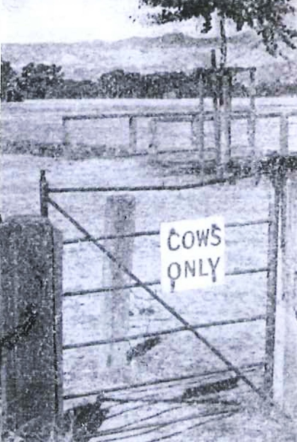 Experience Adelaide | Cows Only!