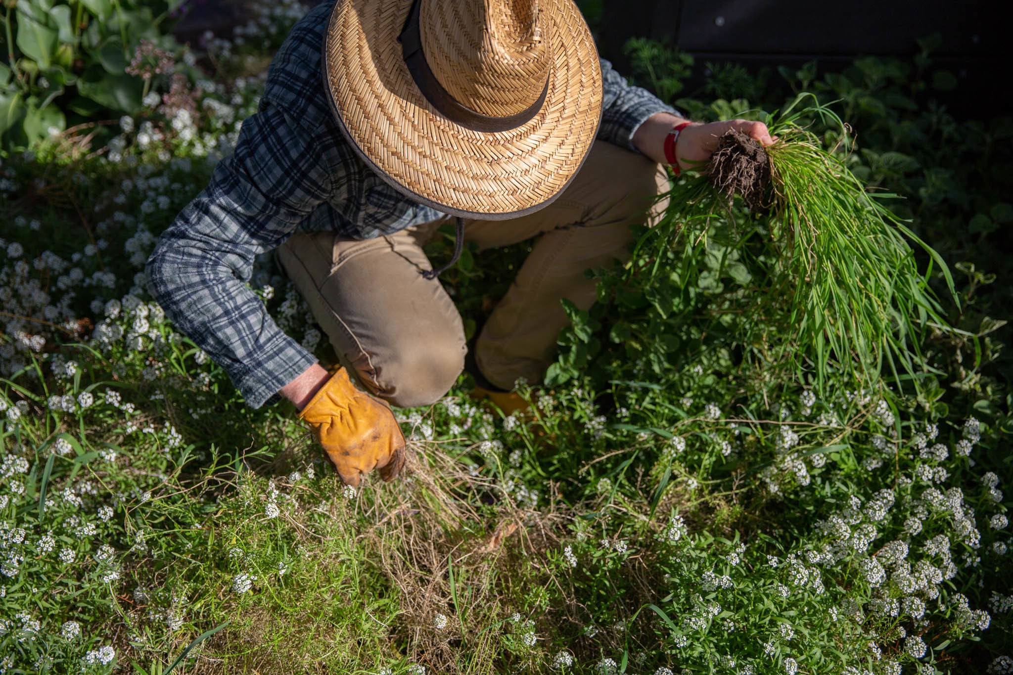 Experience Adelaide | Nature Strips